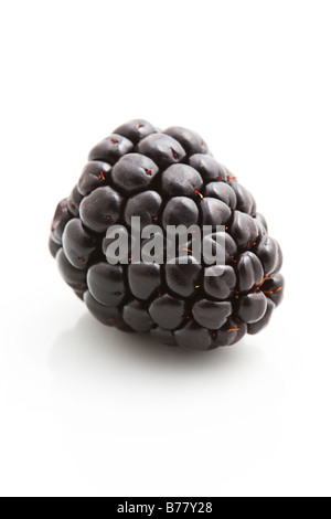 Single blackberry isolated on a white background Stock Photo - Alamy