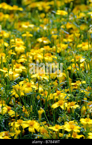 Tagetes Tenuifolia 'Lemon Gem' signata pumila Signet Marigold yellow ...