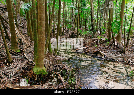 Rainforest with Satinay trees (Syncarpia hillii), sand island Fraser ...