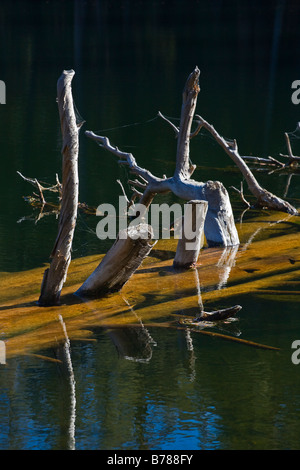 Sunken logs in LUKENS LAKE is a 3 mile hike from White Wolf camp off of ...