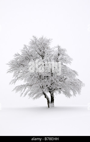 Deformed common beech tree (Fagus sylvatica) that was damaged by Great ...