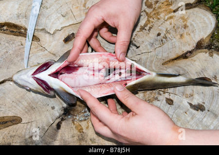 Closeup of one dead fish, blood washed up during red tide algae bloom ...