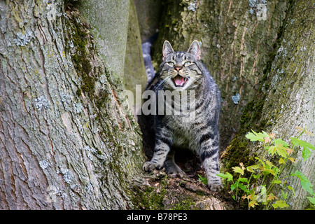 Domestic cat baring teeth Stock Photo - Alamy