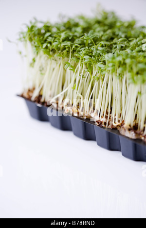 Fresh organic cress in a plastic punnet Stock Photo - Alamy