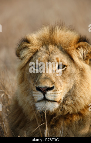 Male Lion with Scars on Face Resting in the Bush in Northern Tanzania ...