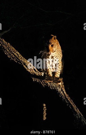 Leopard at night in tree Stock Photo - Alamy