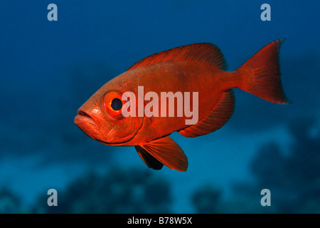 Common Bigeye (Priacanthus hamrur), Red sea, Egipt Stock Photo - Alamy