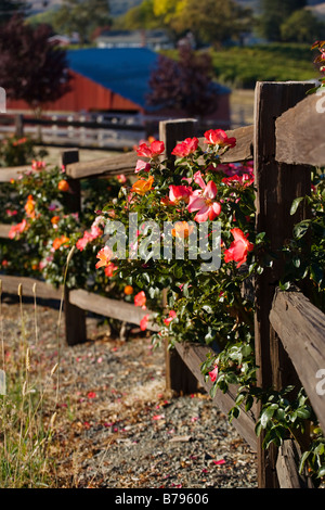 ranch of roses Stock Photo - Alamy