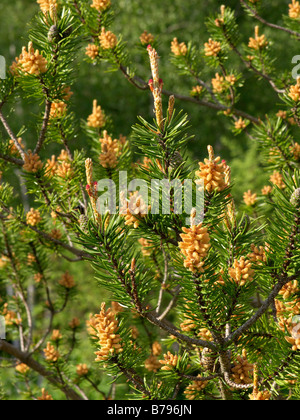 Jack pine (Pinus banksiana Stock Photo - Alamy