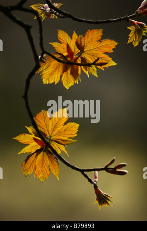Backlit leaves of Sycamore (Acer pseudoplatanus) tree in upland ...