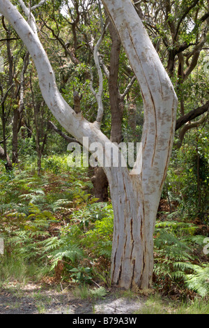 Scribbly gum tree,Eucalyptus haemastoma, endemic to Sydney Australia ...