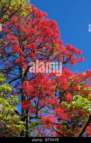 Australian flame tree (Brachychiton acerifolius, Sterculia acerifolia ...