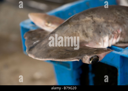 Smooth Hammerhead Shark (Sphyrna zygaena) juveniles in the area's ...