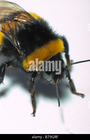 Bumblebee with mites Stock Photo - Alamy