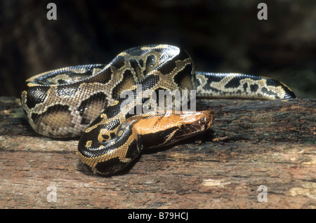 Borneo Blood Python (Python curtus breitensteini Stock Photo - Alamy