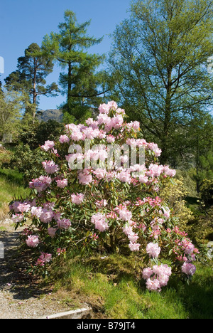 Benmore Gardens nr Dunoon Argyll & Bute Scotland Stock Photo - Alamy