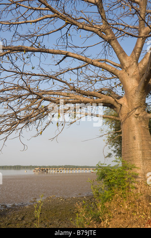 Trunk tree, Gambia, West Africa Stock Photo - Alamy