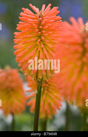 Kniphofia praecox Red Hot Poker Stock Photo - Alamy