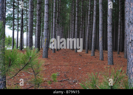 Red Pine, Pinus resinosa, plantation casting shadows on a trail in ...