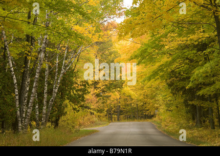 Wisconsin autumn foliage with birch trees Stock Photo - Alamy