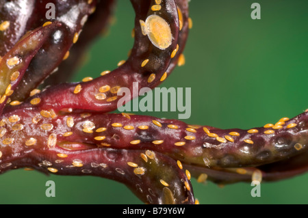 Lilly pilly psyllid eggs on lillypilly tree Stock Photo - Alamy