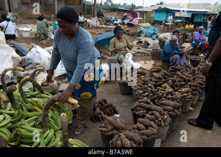 Roadside market with yams coco yams cassava and plantain on sale near ...
