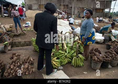 Roadside market with yams coco yams cassava and plantain on sale near ...