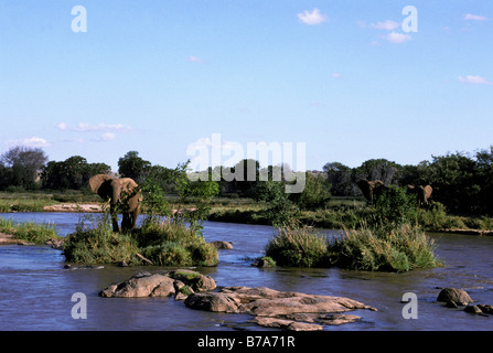 African elephant (Loxodonta africana), Tsavo, Kenya, East Africa ...