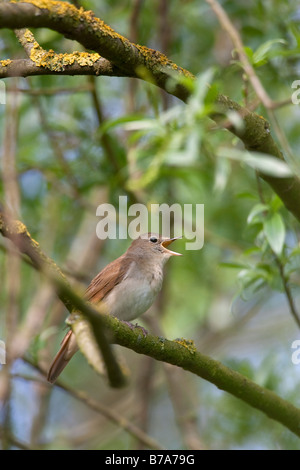 Nightingale in bushes Stock Photo - Alamy