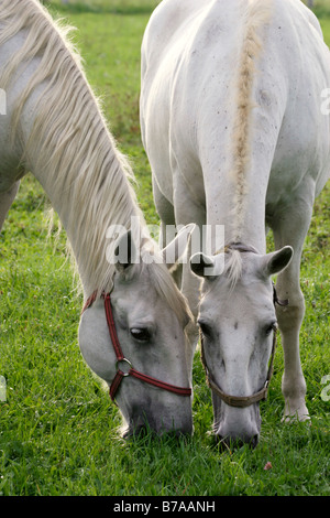 White Kladruber horses from Kladruby nad Labern national stud farm ...