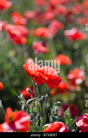 Blossoming Papaver Field in the south of the Netherlands with blue sky ...