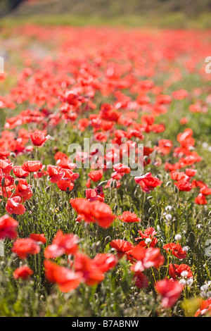 Blossoming Papaver Field in the south of the Netherlands with blue sky ...