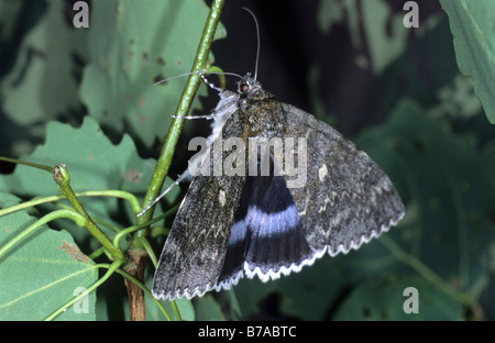 Blaues Ordensband, Catocala fraxini, blue underwing, Clifden nonpareil ...