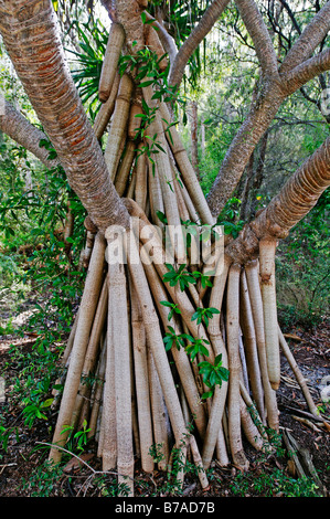Aerial roots of a tree, Fraser Island, Queensland, Australia Stock ...