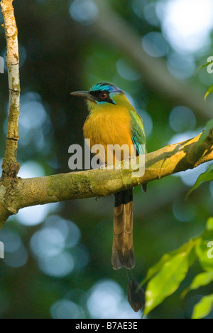 Blue-Crowned Motmot (Momotus momota) portrait, captive (native to ...