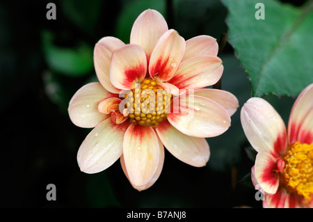 dahlia minstrel cultivar bedding plant flower bloom annual orange peach ...