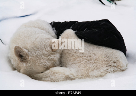 White husky dog curled up on the snow beside its wooden dog house in ...