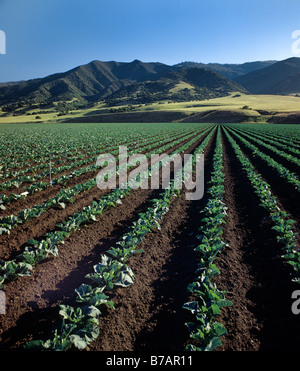A BROCCOLI FIELD grows in the SALINAS VALLEY of CALIFORNIA Stock Photo ...