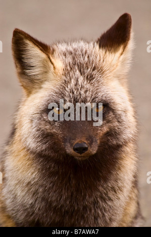 Portait of red fox (vulpes vulpes) in green forest Stock Photo - Alamy