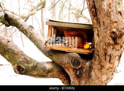 squirrel stealing the bird food Stock Photo - Alamy