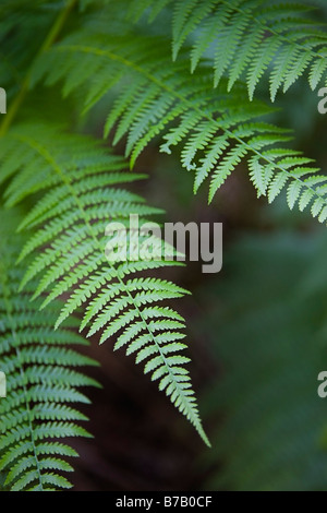 A closeup shot of a green fern plant Stock Photo - Alamy
