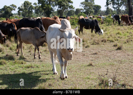 A herd of Masai Mara cows grazing on Grassland with a storm coming on ...