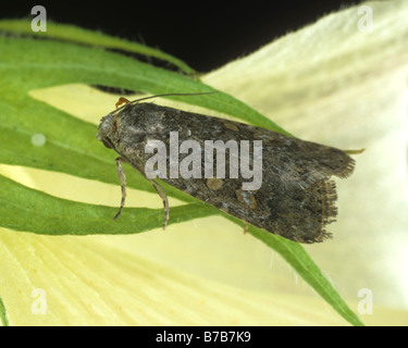 Lesser armyworm Spodoptera exigua moth on cotton square Stock Photo - Alamy