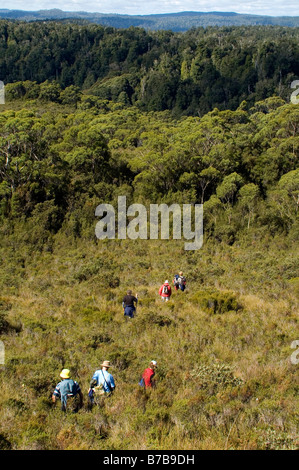 Temperate Rainforest, Tarkine, Arthur Pieman Conservation Area ...
