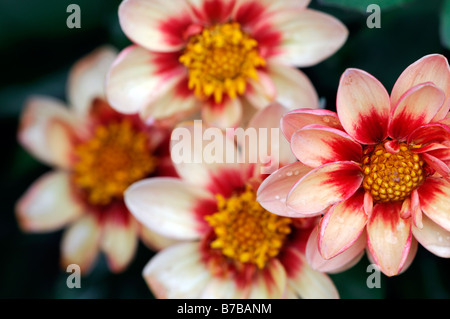 dahlia minstrel cultivar bedding plant flower bloom annual orange peach ...