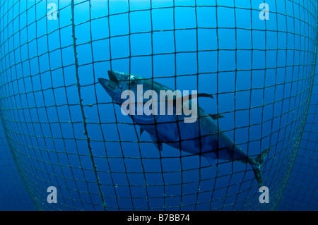 Dead Bluefin Tuna in Tuna Transport Cage, Mediterranean Stock Photo - Alamy