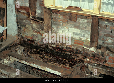 Wet Rot - Coniophora cerebella (Cellar Rot) affection woodwork in old ...