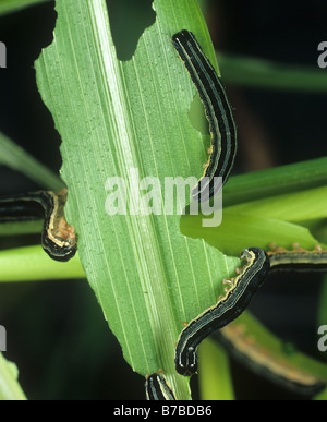 African armyworm (Spodoptera exempta) on damaged maize or corn leaves ...