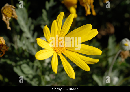 Yellow bush daisy (Euryops pectinatus) is an evergreen shrub endemic to ...