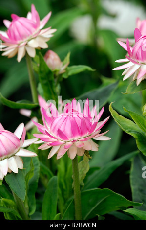 Helichrysum bracteatum 'pastel mixed' cultivar Flowering straw daisy ...